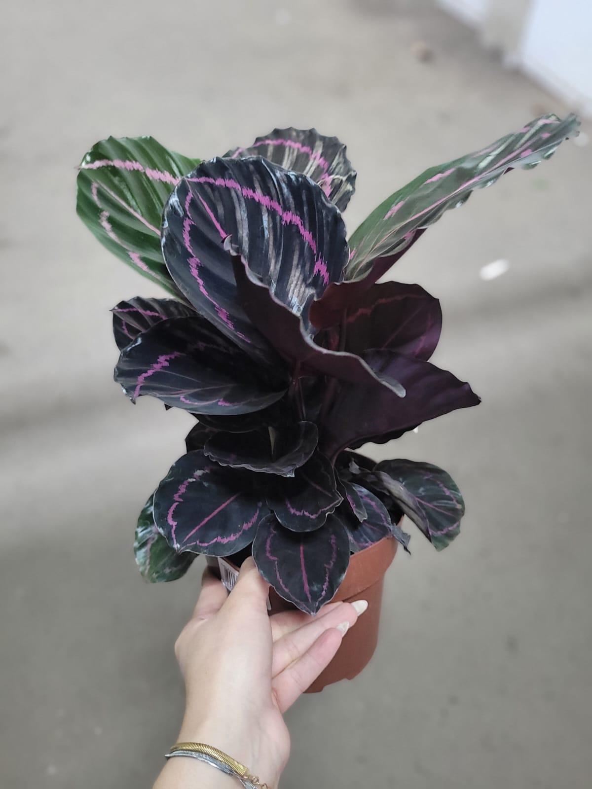 Maranta Rubi ou Calathea sp. ‘Rubi’ - Pote 12 - Rebrotar Plantas