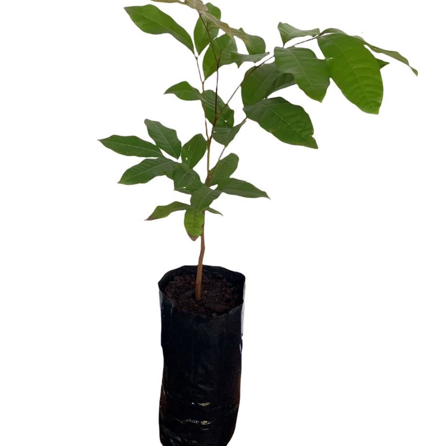 Longana (Dimocarpus longan) – Até 60 cm - Rebrotar Plantas