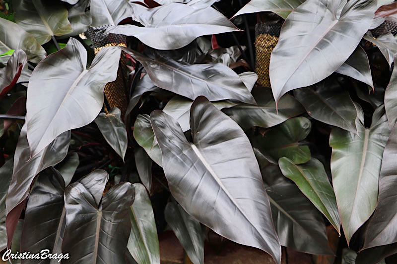 FILODENDRO RUBRO (Philodendron erubescens) - Rebrotar Plantas