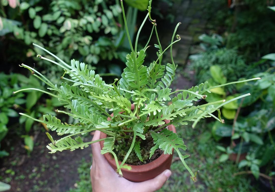 ASPLENIO KENZOI (Asplenium X kenzoi) - P14 - Rebrotar Plantas