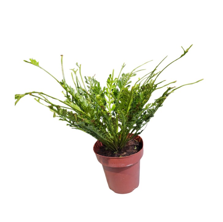 ASPLENIO KENZOI (Asplenium X kenzoi) - P14 - Rebrotar Plantas