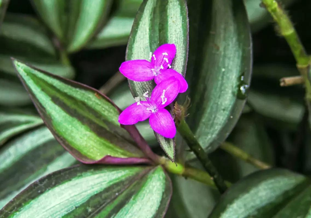 LAMBARI ROXO (Tradescantia zebrina 'Purpusii') - Rebrotar Plantas