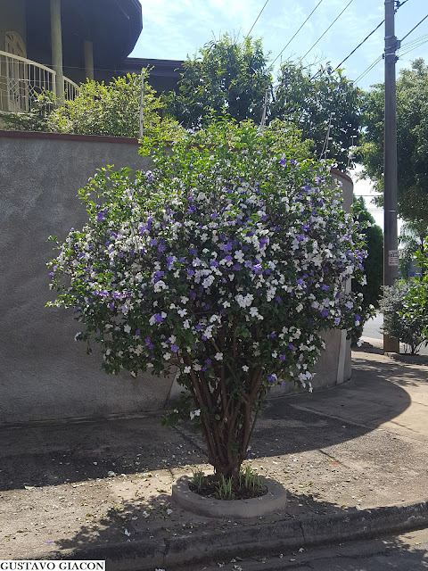 MANACÁ DE CHEIRO (Brunfelsia uniflora) - Muda com até 1 metro - Rebrotar Plantas