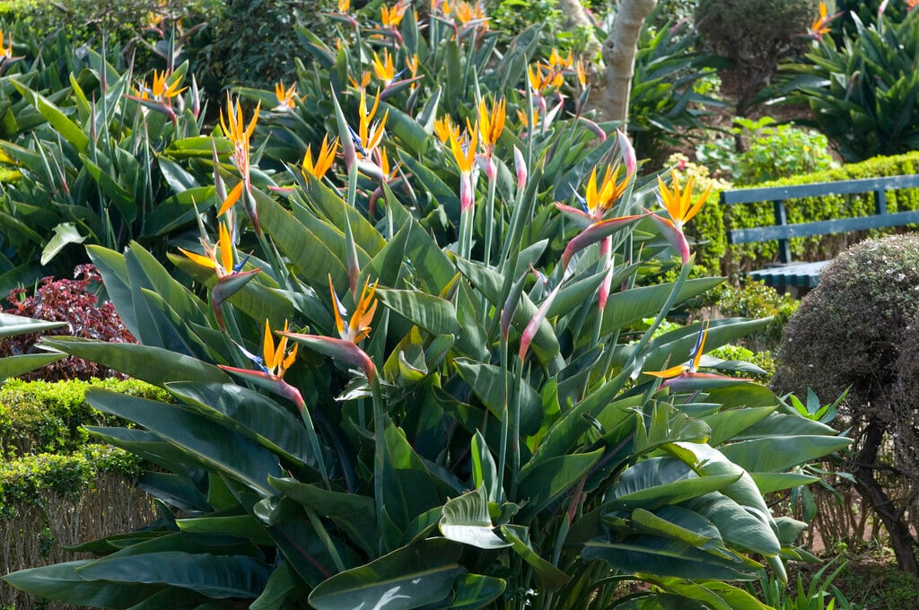 AVE DO PARAÍSO ou ESTRELÍCIA (Strelitzia reginae) – Muda com até 60 cm ...