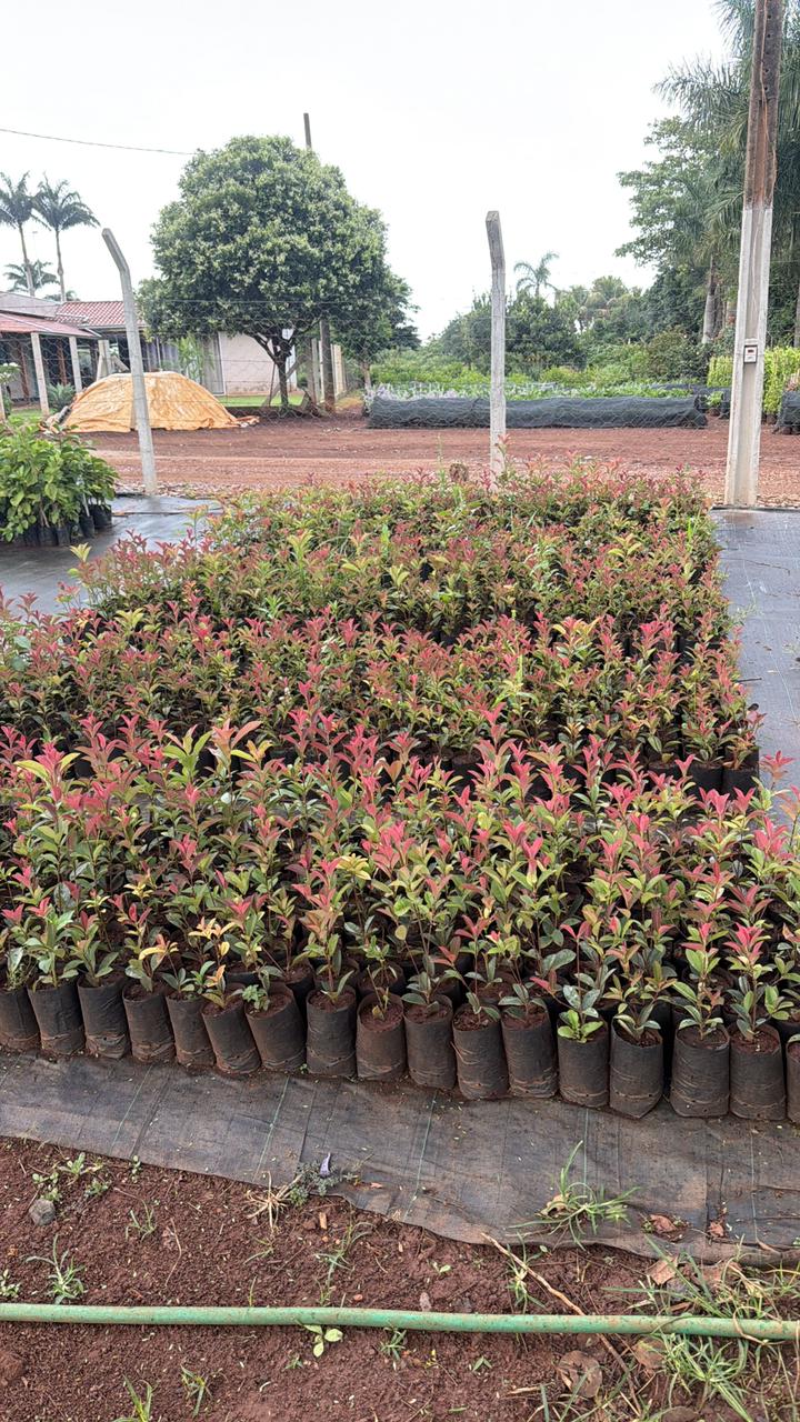 FOTÍNIA (Photinia) - Muda com até 60 cm - Rebrotar Plantas