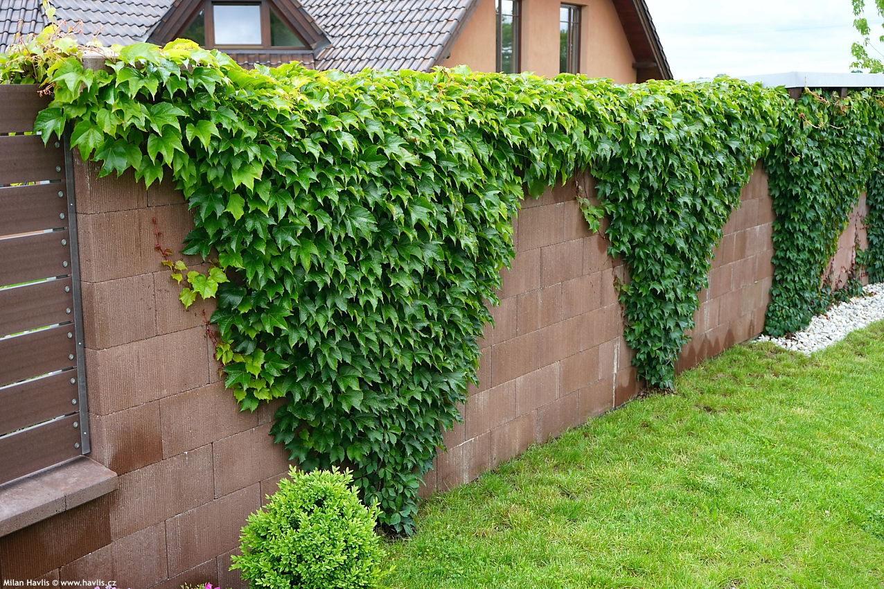 FALSA VINHA (Parthenocissus tricuspidata) - Rebrotar Plantas