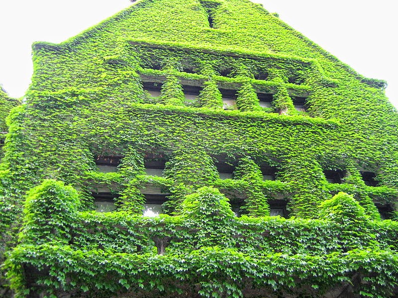 FALSA VINHA (Parthenocissus tricuspidata) - Rebrotar Plantas