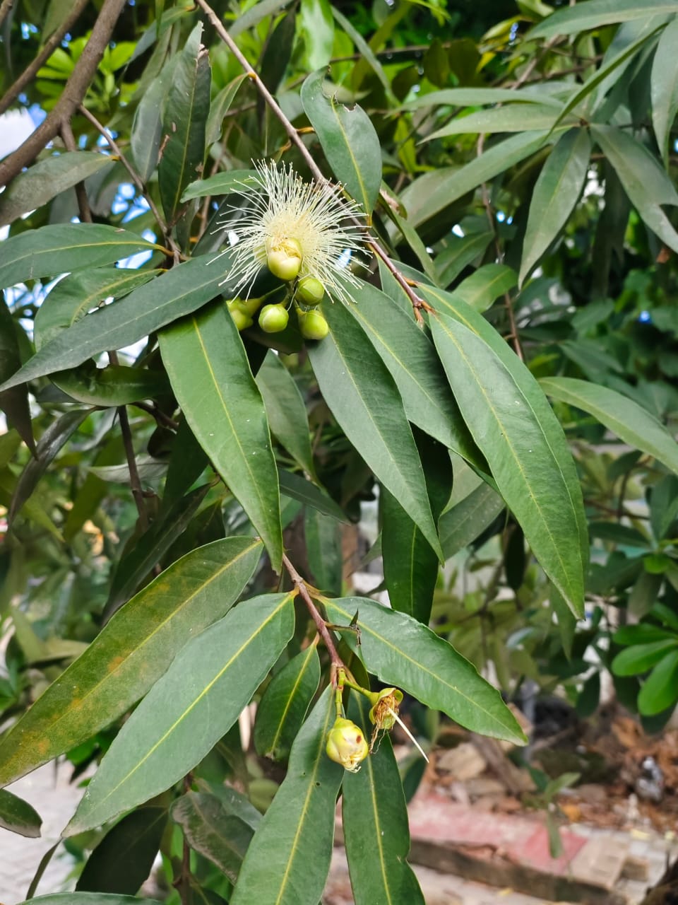 JAMBO AMARELO (Syzygium jambos) - Muda com até 1 metro - Rebrotar Plantas
