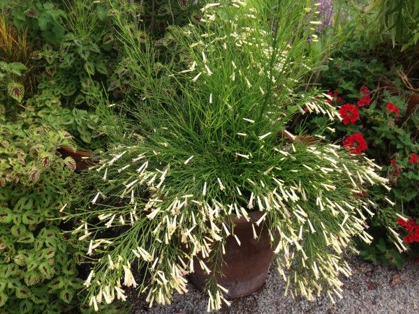 RUSSÉLIA AMARELA ou CREME (Russelia equisetiformis) - Rebrotar Plantas