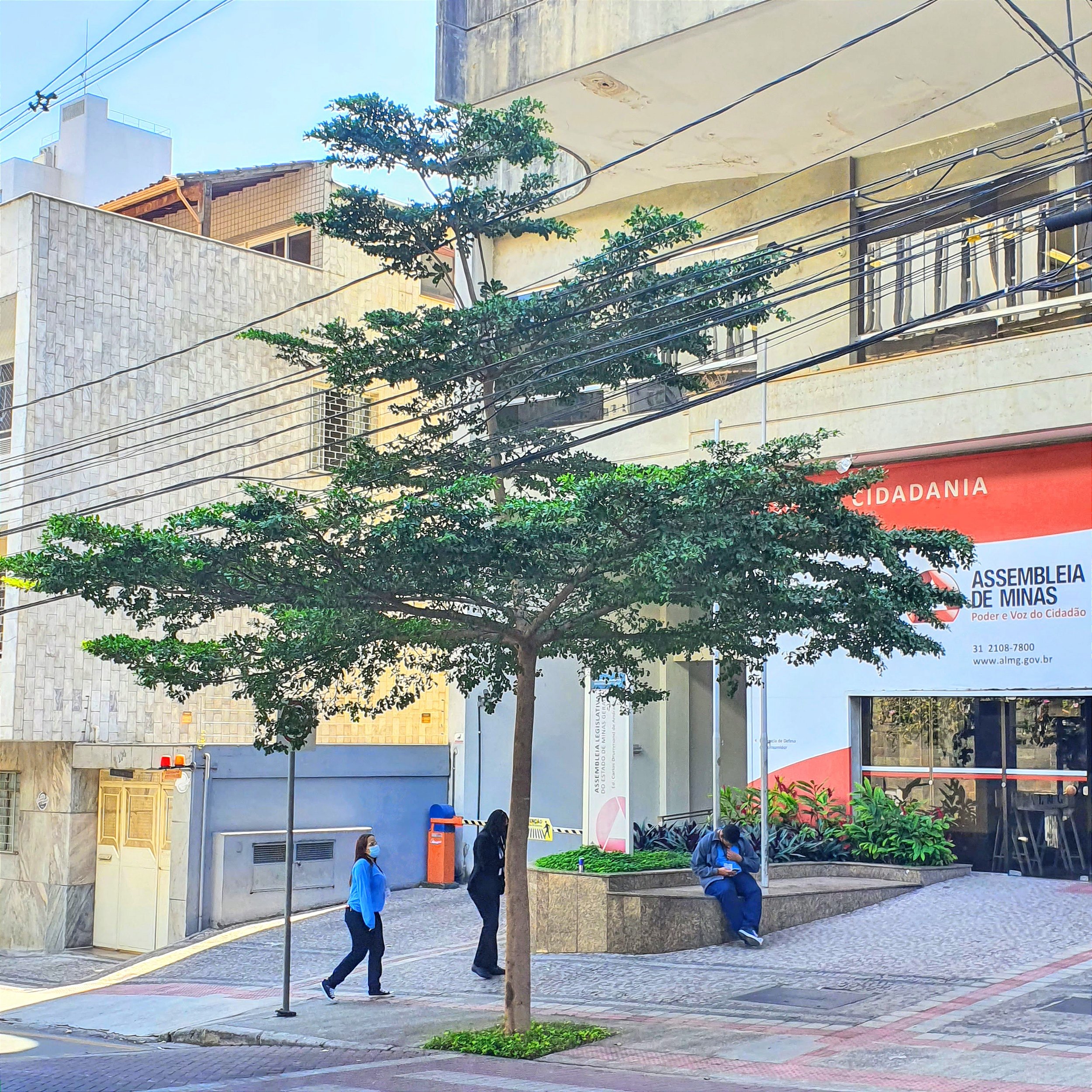 SETE COPAS AFRICANA (Terminalia mantaly) - Muda com até 1,20m ...
