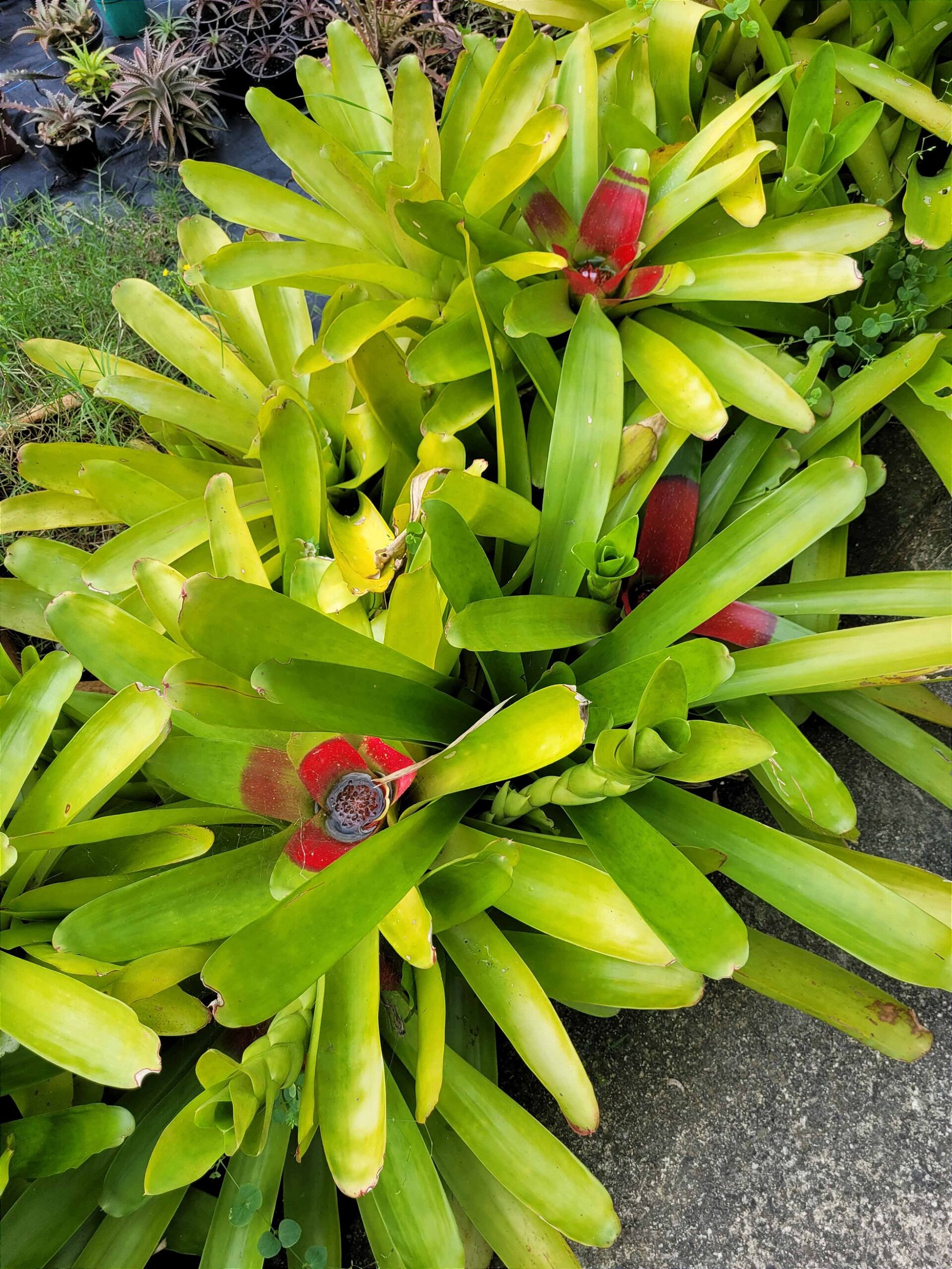 BROMÉLIA COMPACTA (Neoregelia compacta) - Rebrotar Plantas