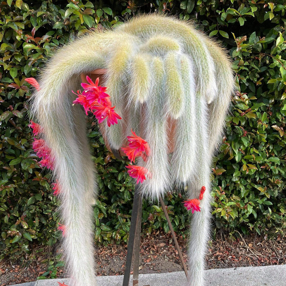 RABO DE MACACO (Cleistocactus Colademononis) - P06 - Rebrotar Plantas