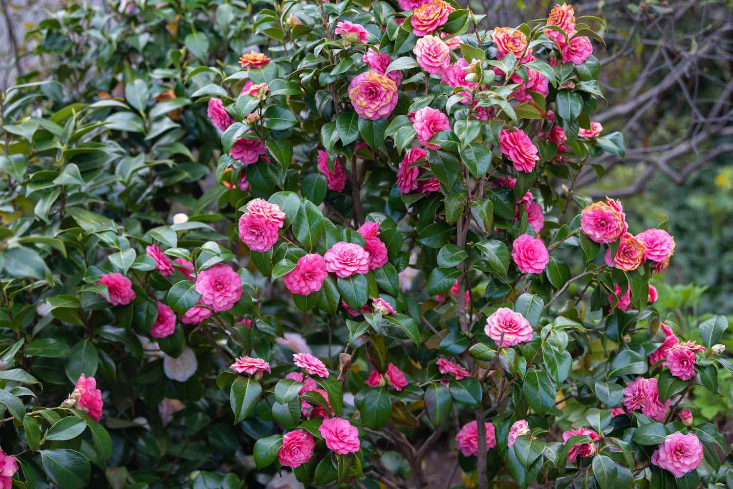 CAMÉLIA (Camellia japonica) - Muda com até 1 metro - Rebrotar Plantas