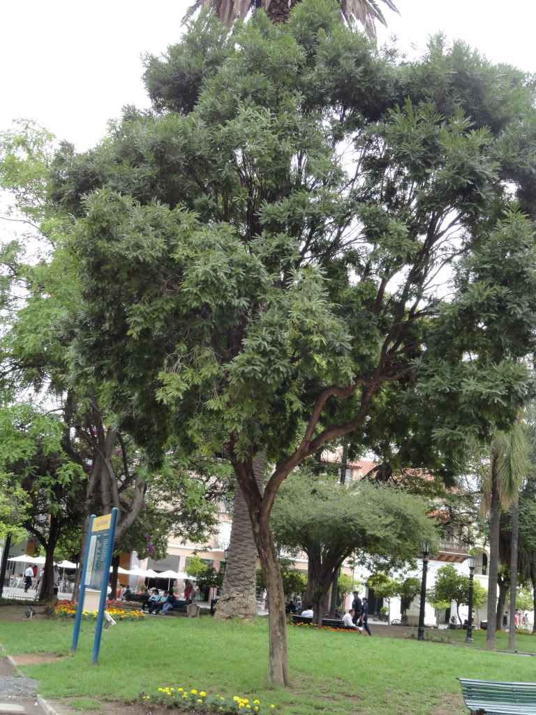 ALECRIM DE CAMPINAS (Holocalyx balansae) - Muda com até 1 metro ...
