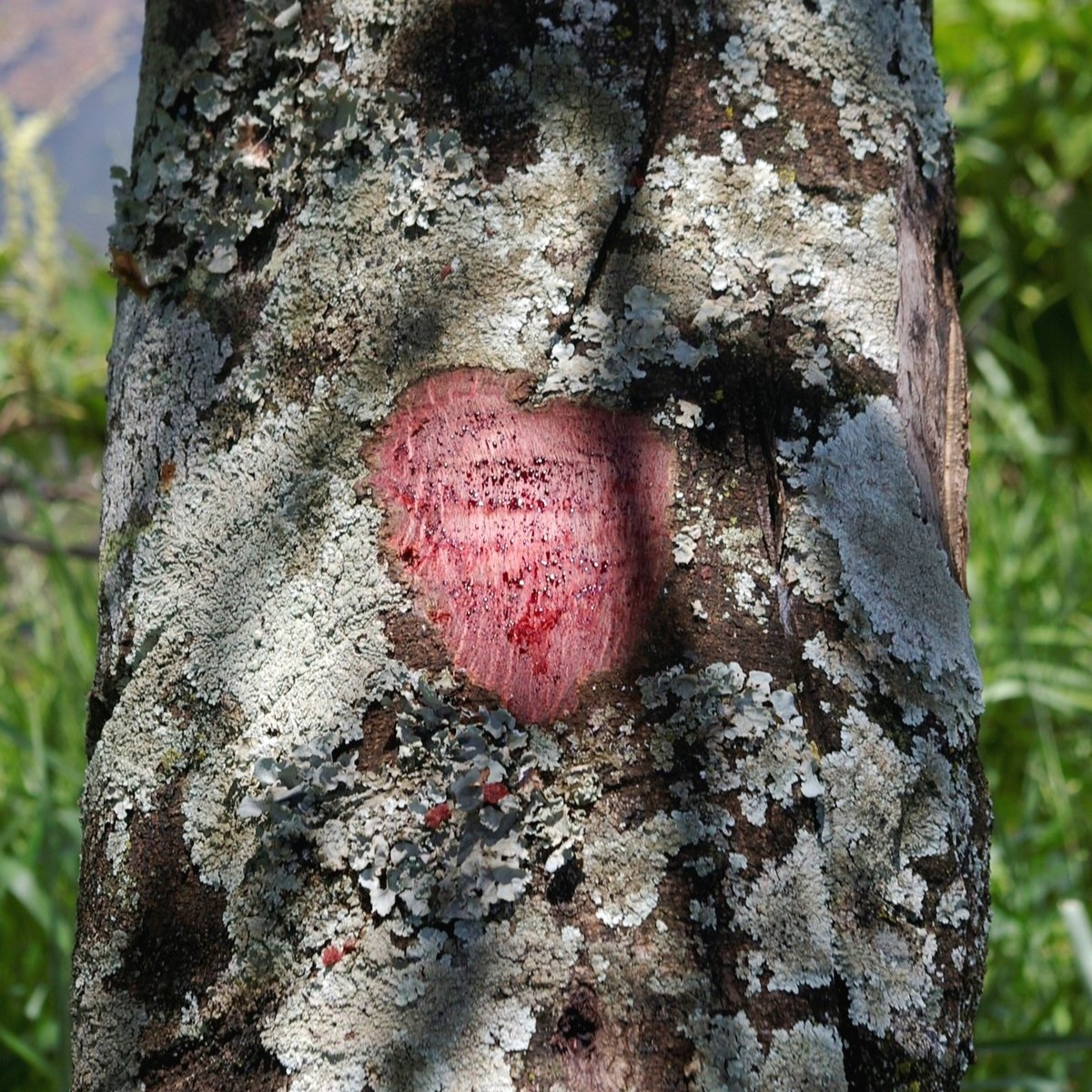 SANGRA D'ÁGUA (Croton urucurana) - Muda com até 1 metro - Rebrotar Plantas