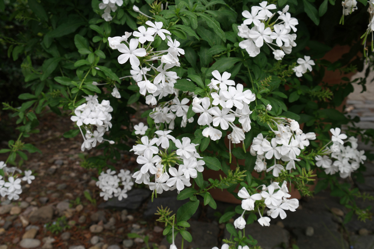 BELA EMÍLIA BRANCA (Plumbago auriculata) - Rebrotar Plantas