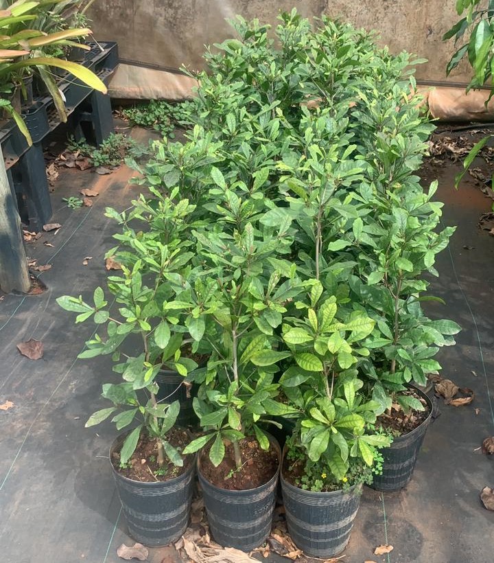 FRUTA DO MILAGRE PRODUZINDO (Synsepalum dulcificum) - Muda com 50 cm ...