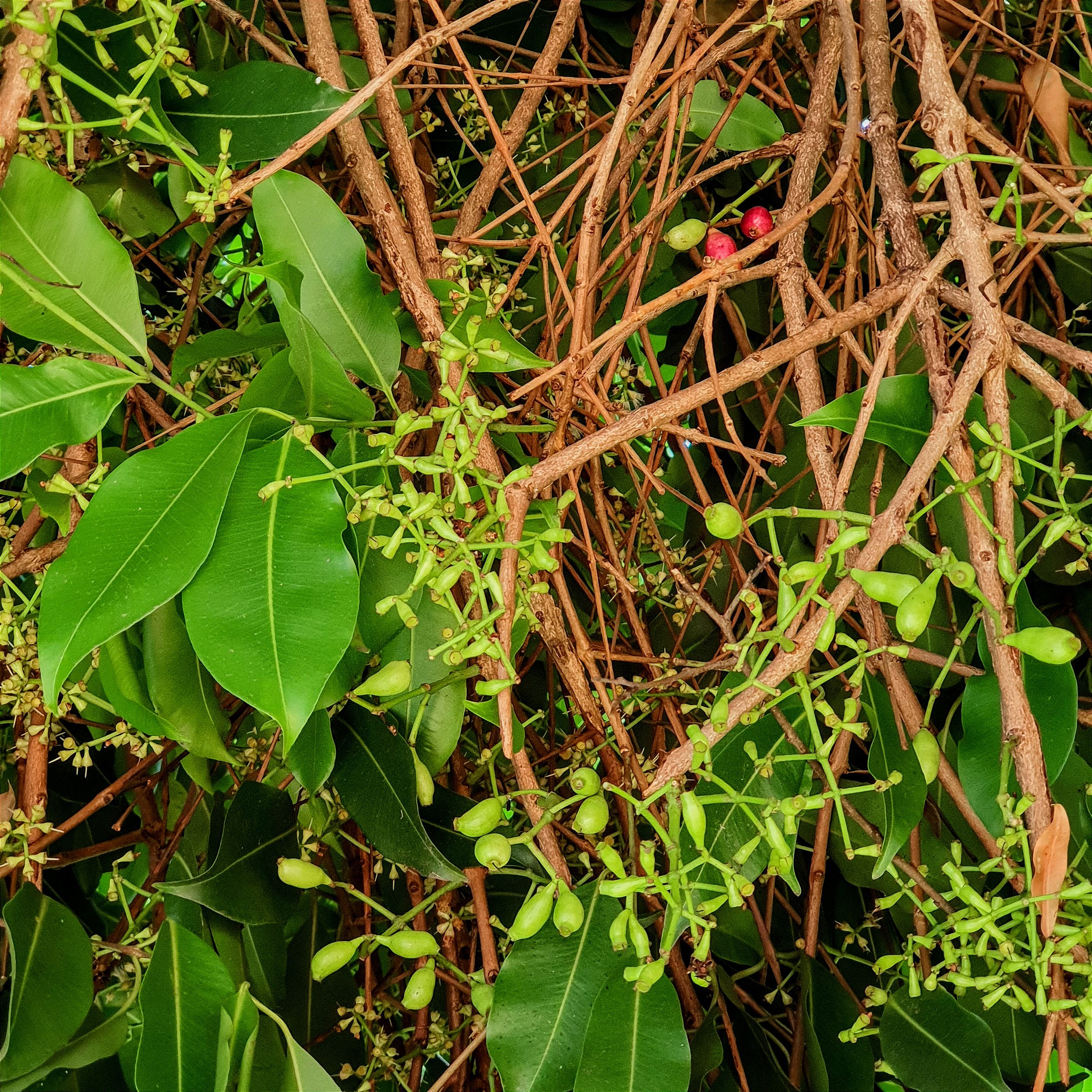 JAMELÃO ou JAMBOLÃO (Syzygium jambolanum) - Muda com 60 cm - Rebrotar ...