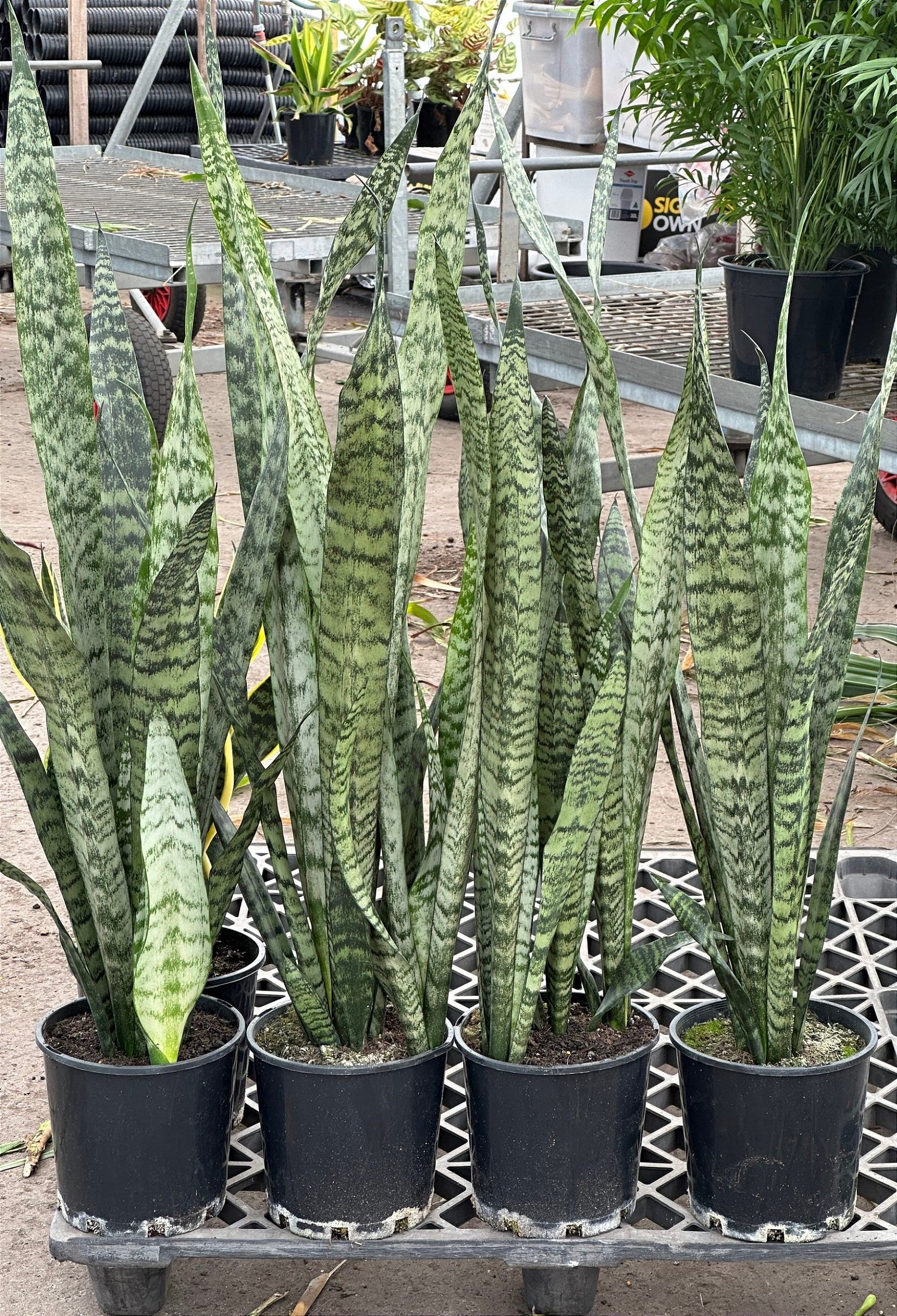 ESPADA DE SÃO JORGE VERDE (Sansevieria trifasciata) - P17 - Rebrotar ...