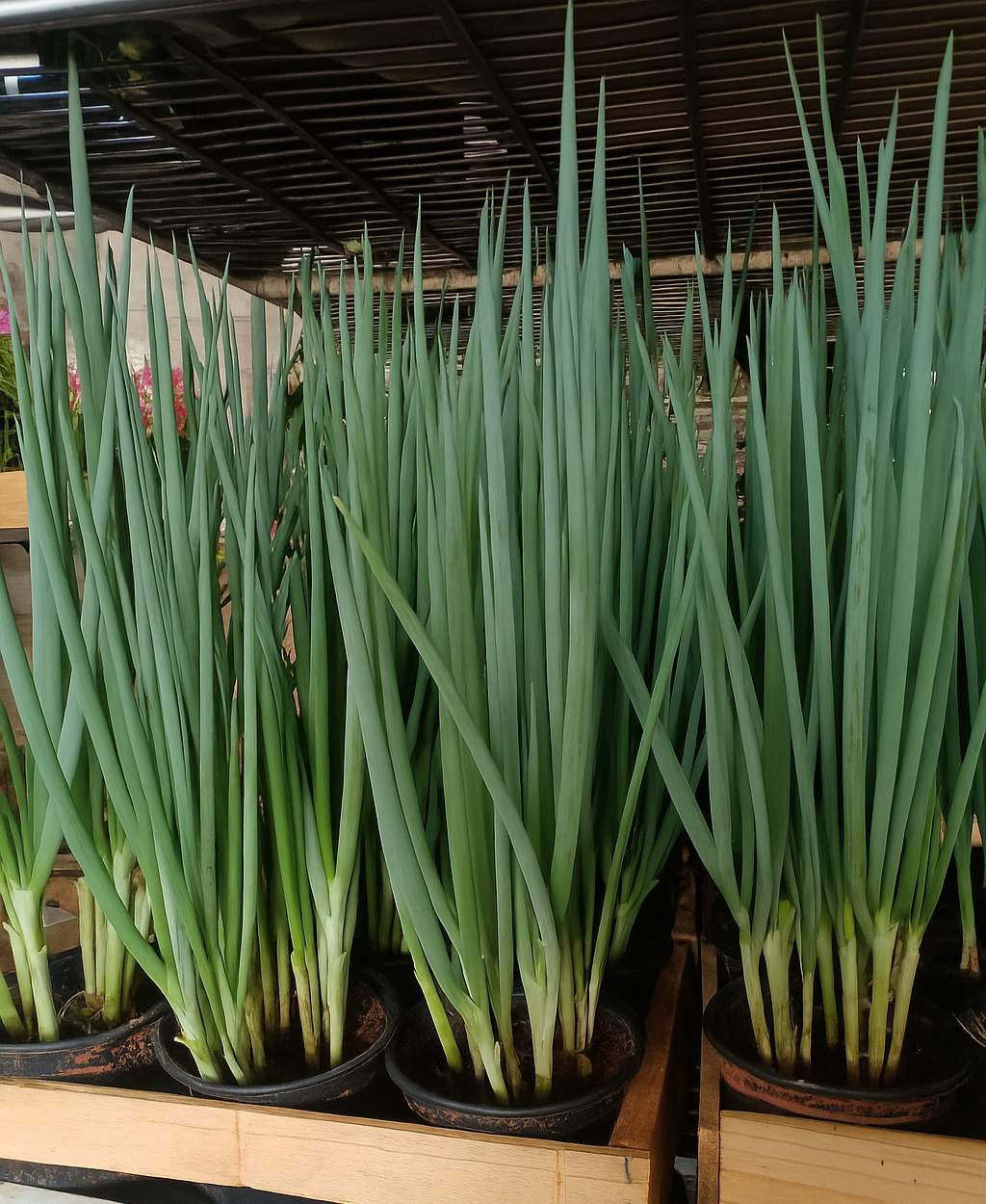 CEBOLINHA (Allium fistulosum) - P15 - Rebrotar Plantas