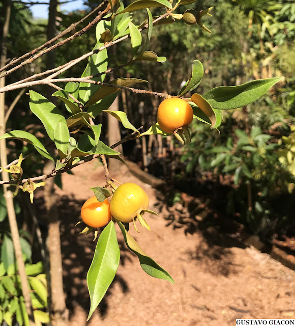 PITOMBA DA BAHIA (Eugenia luschnathiana) - Muda com até 1 metro ...