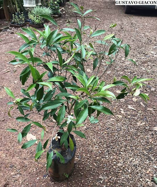 PITOMBA DA BAHIA (Eugenia luschnathiana) - Muda com até 1 metro ...