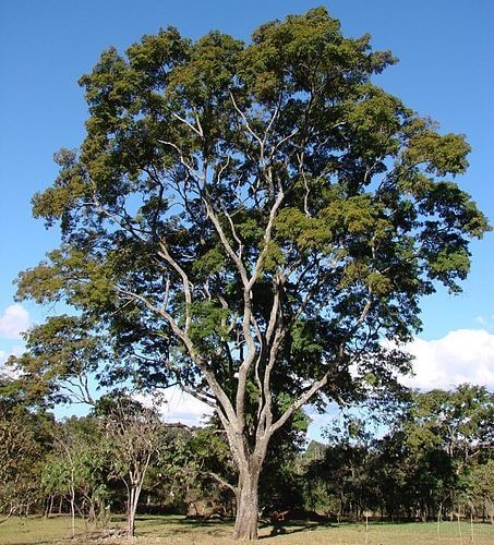 ANGICO BRANCO (Anadenanthera colubrina) - Muda com até 70 cm - Rebrotar ...