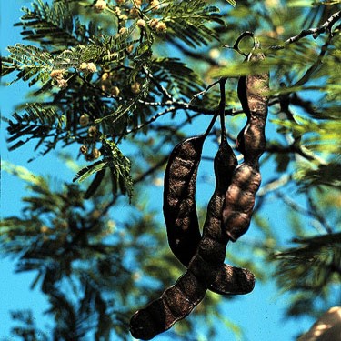 ANGICO BRANCO (Anadenanthera colubrina) - Muda com até 70 cm - Rebrotar ...