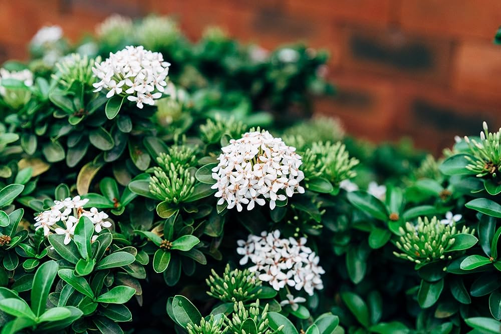 MINI IXÓRA BRANCA (Ixora coccinea 'compacta') - Rebrotar Plantas