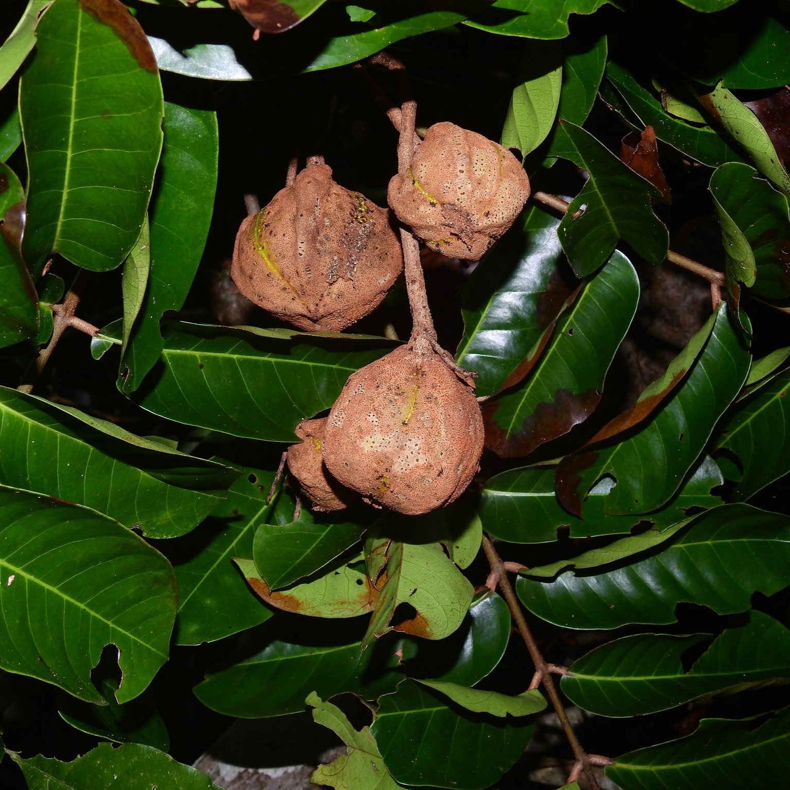 ANDIROBA (Carapa Guianensis) - Muda com até 80 cm - Rebrotar Plantas