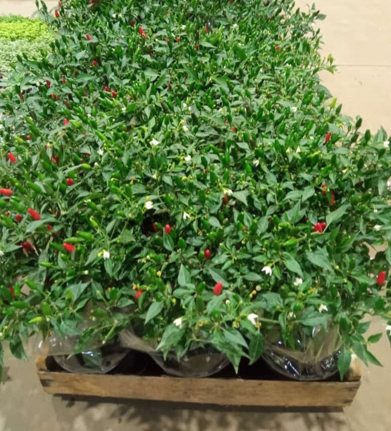 PIMENTA MALAGUETA (Capsicum frutescens 'Malagueta') - P15 - Rebrotar ...