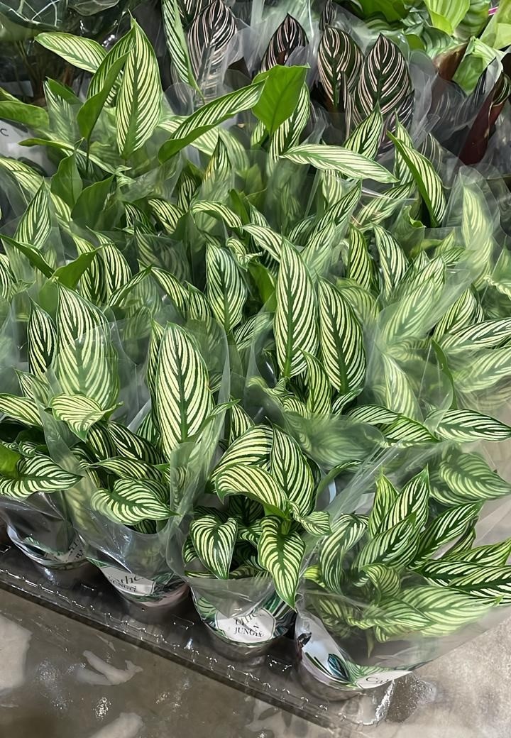 Calathea vittata - P12 - Rebrotar Plantas