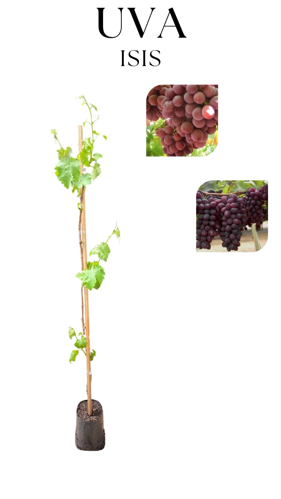 UVA ISIS (Vitis labrusca) - Muda Enxertada com até 1,20m - Rebrotar Plantas