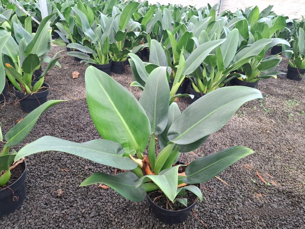 PACOVÁ - Pote 20 com 50 cm (Philodendron martianum) - Rebrotar Plantas