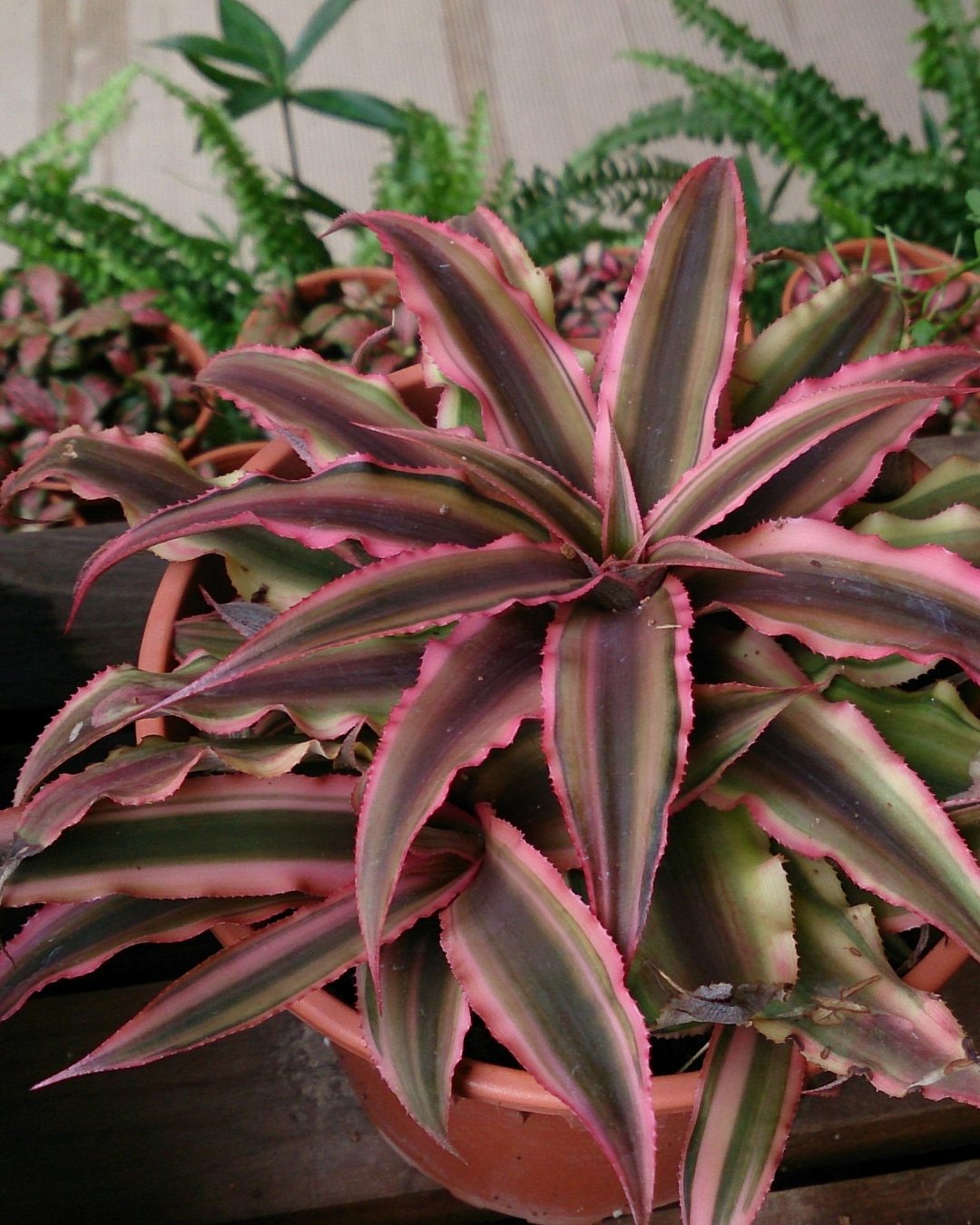 ESTRELA DA TERRA ou BROMÉLIA CRIPTANTUS - P06 - Rebrotar Plantas