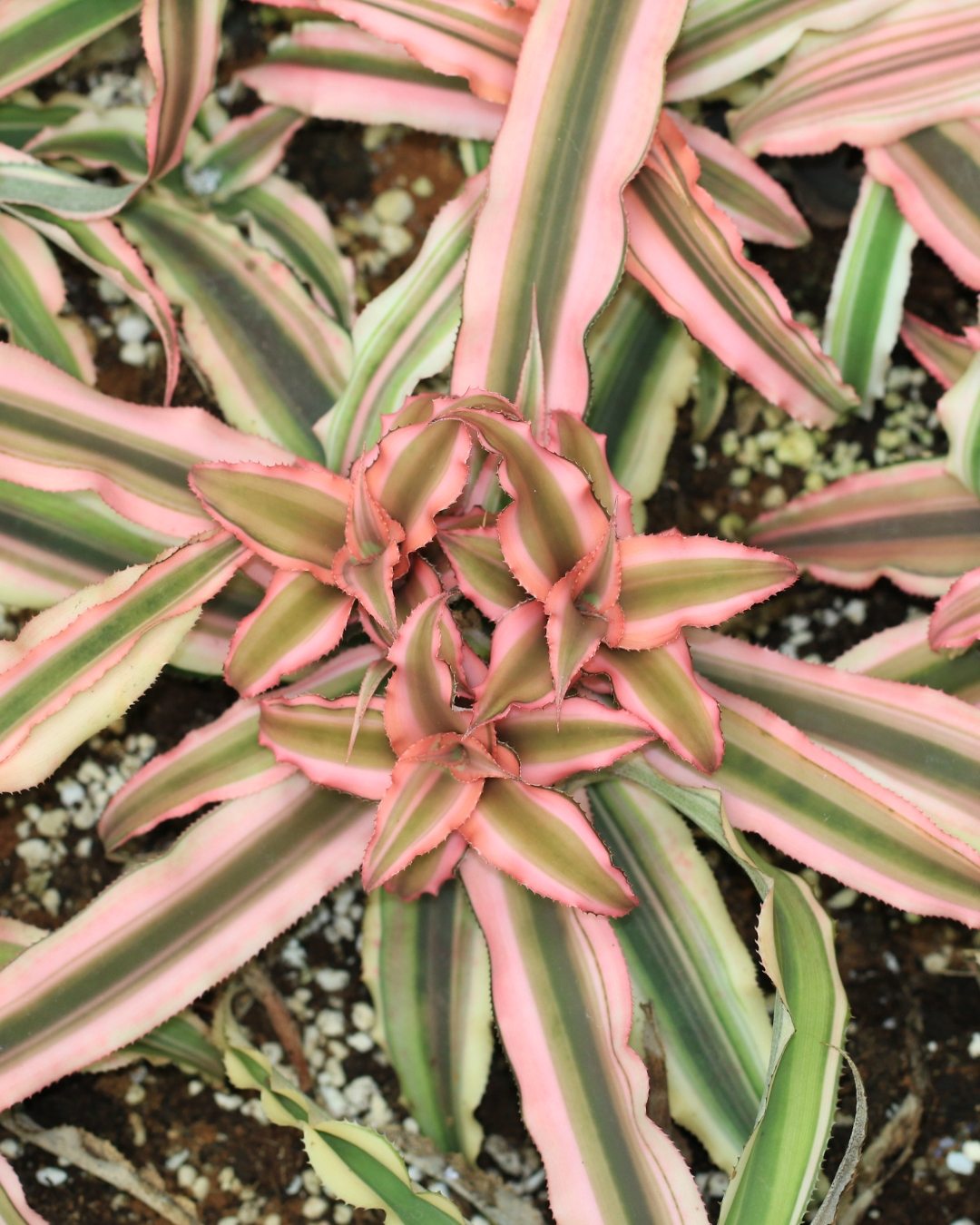 ESTRELA DA TERRA ou BROMÉLIA CRIPTANTUS - P06 - Rebrotar Plantas