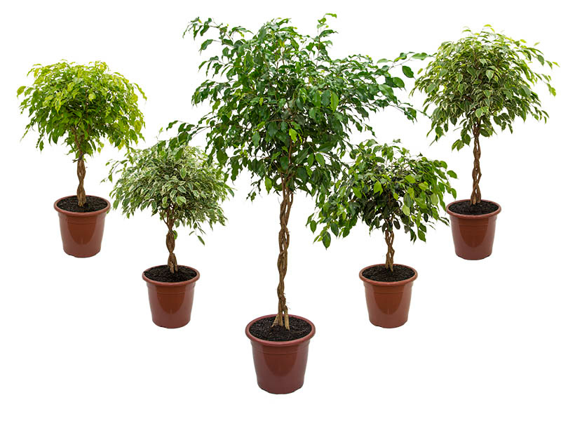 FICUS VARIEGATA TRANÇADO - Pote 20 (Ficus benjamina) - Rebrotar Plantas