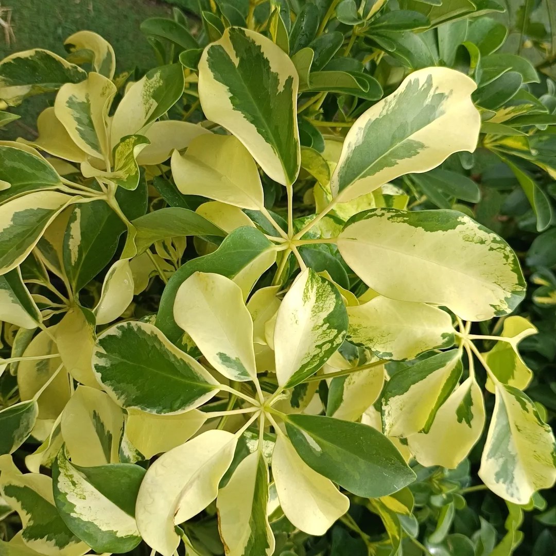 CHEFLERA VARIEGATA (Schefflera arboricola) - Muda com 30 a 40 cm - Rebrotar Plantas