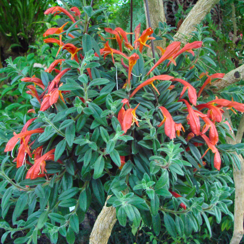 COLUMÉIA HAVAIANA (Columnea sp.) - Cuia 21 - Rebrotar Plantas