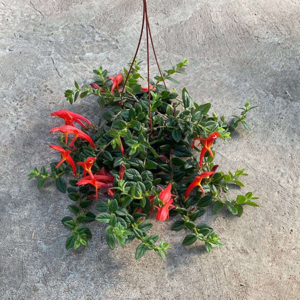 COLUMÉIA HAVAIANA (Columnea sp.) - Cuia 21 - Rebrotar Plantas