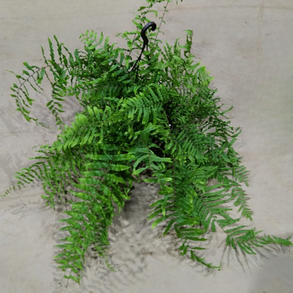 SAMAMBAIA DE METRO (Goniophlebium subauriculatum) - Cuia 21 - Rebrotar ...