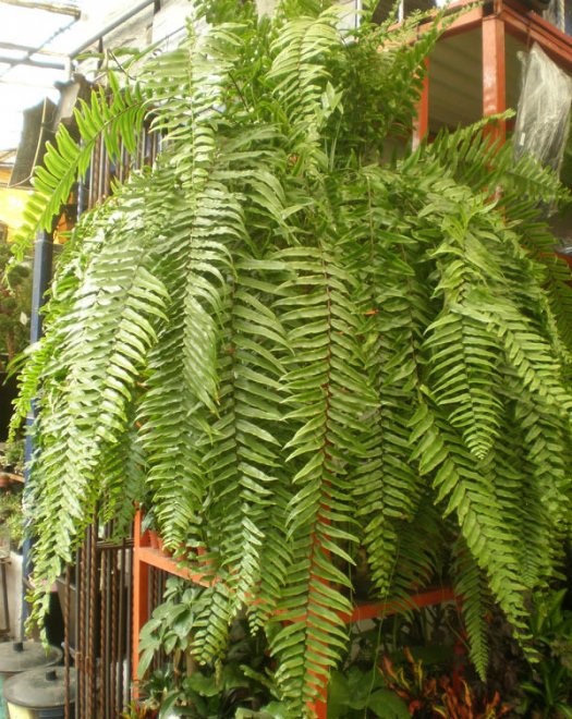 SAMAMBAIA DE METRO (Goniophlebium subauriculatum) - Cuia 21 - Rebrotar ...
