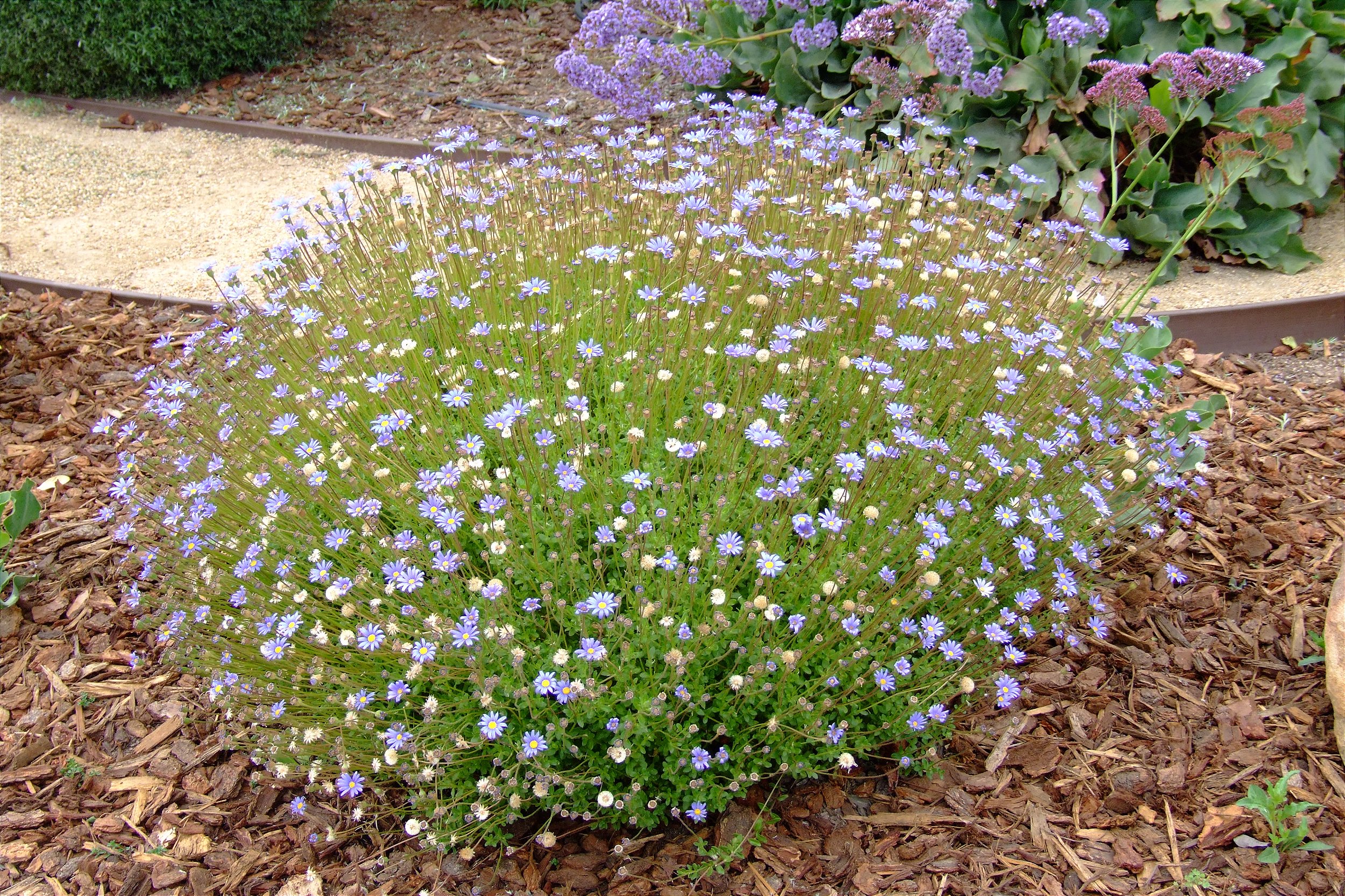 MARGARIDA AZUL (Felicia amelloides) - Rebrotar Plantas