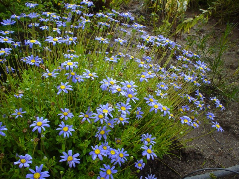 MARGARIDA AZUL (Felicia amelloides) - Rebrotar Plantas
