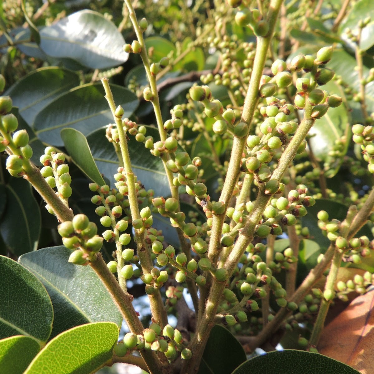 COPAÍBA (Copaifera langsdorffii) - Muda com até 40 cm - Rebrotar Plantas