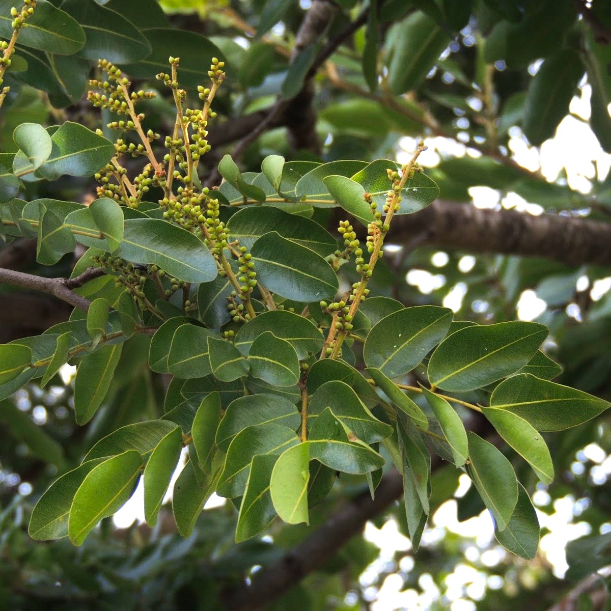 COPAÍBA (Copaifera langsdorffii) - Muda com até 40 cm - Rebrotar Plantas