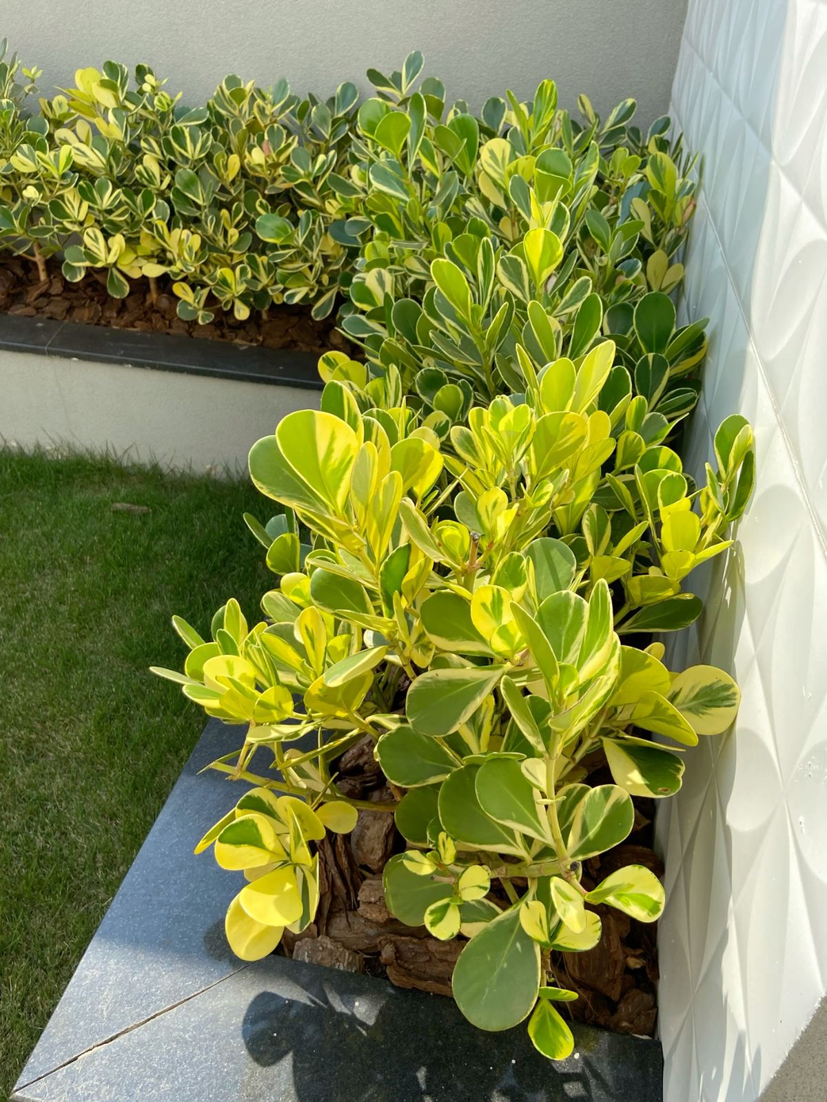 CLÚSIA VARIEGATA (Clusia fluminensis 'variegata') - Muda com 30 a 40 cm ...