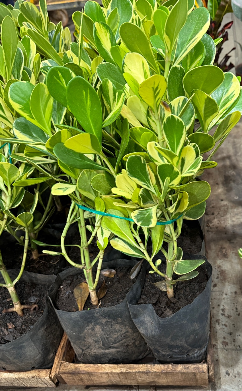 CLÚSIA VARIEGATA (Clusia fluminensis 'variegata') - Muda com 30 a 40 cm ...