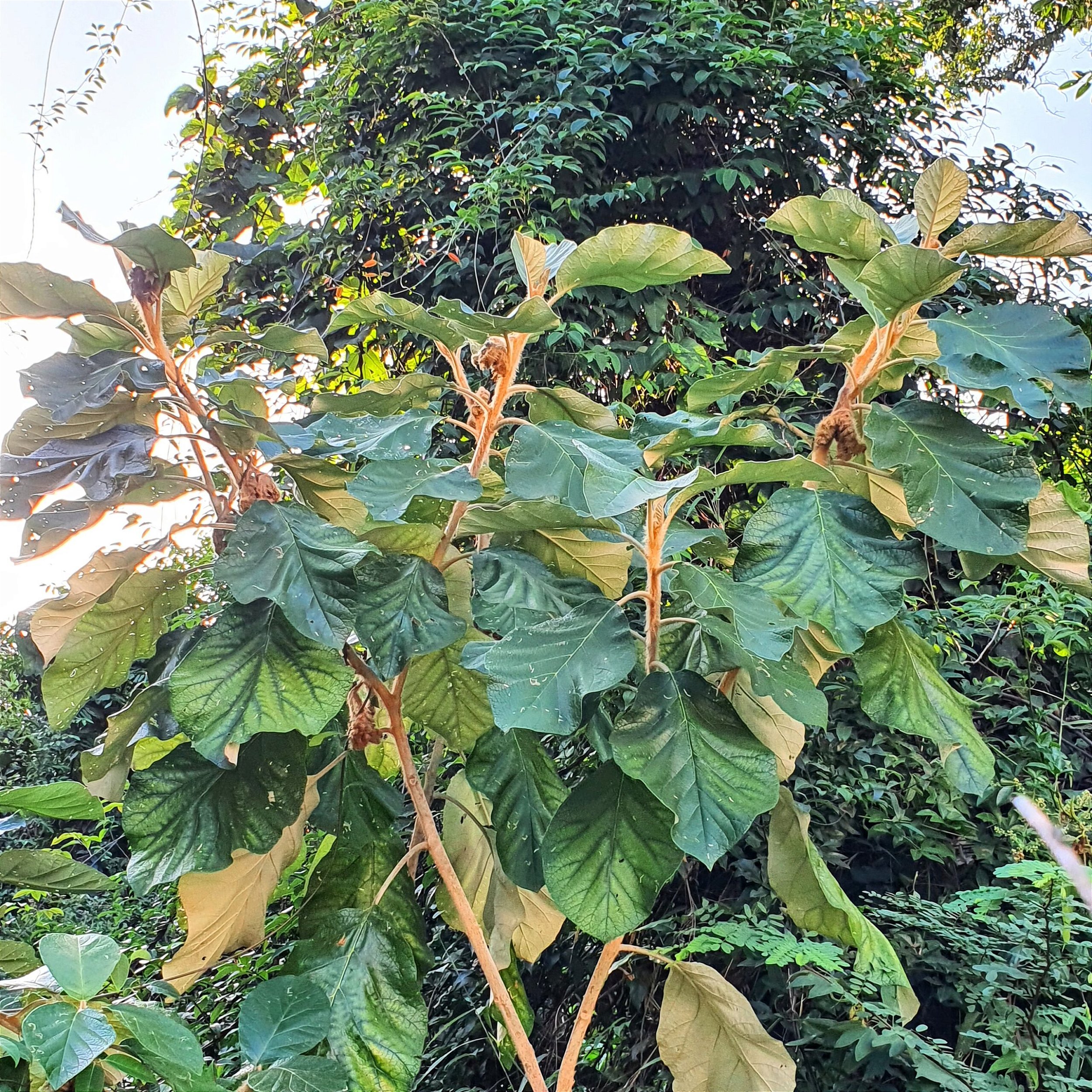 PANACÉIA (Solanum cernuum) - Muda com até 80 cm - Rebrotar Plantas