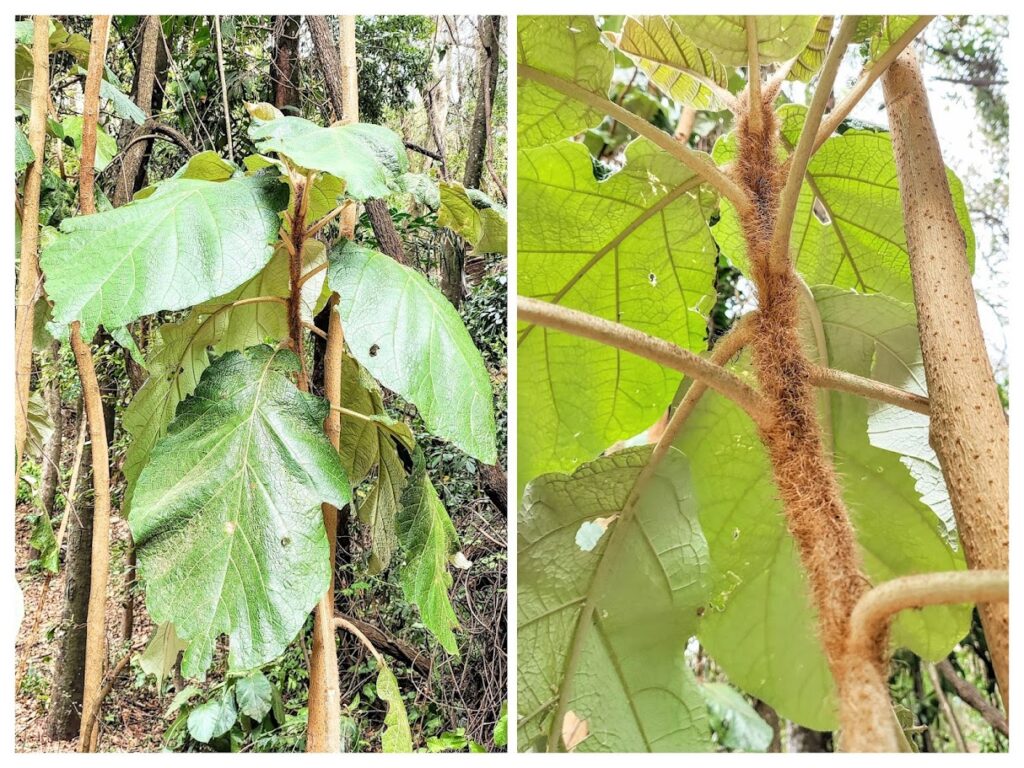 PANACÉIA (Solanum cernuum) - Muda com até 80 cm - Rebrotar Plantas